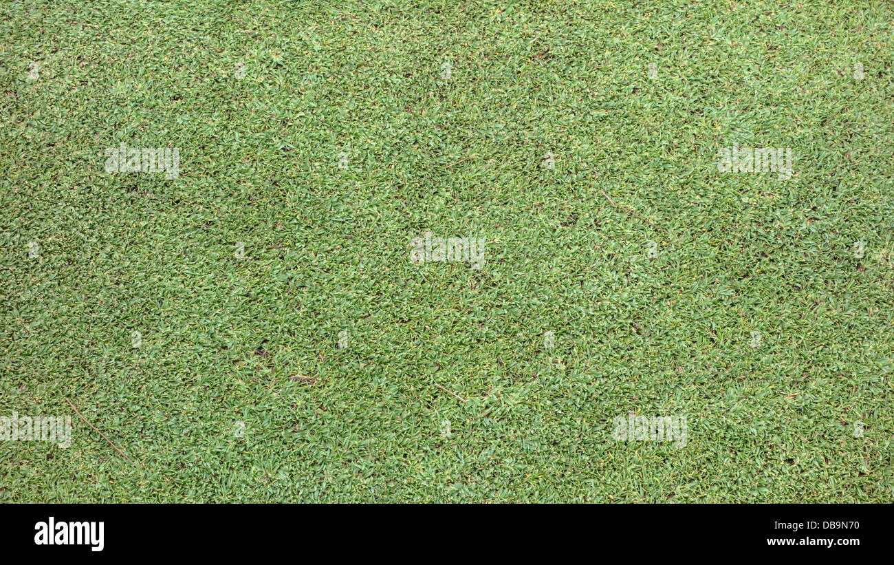 Texture of green meadow from golf course Stock Photo - Alamy