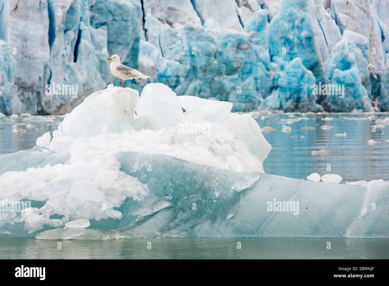 Arctic gull hi-res stock photography and images - Alamy