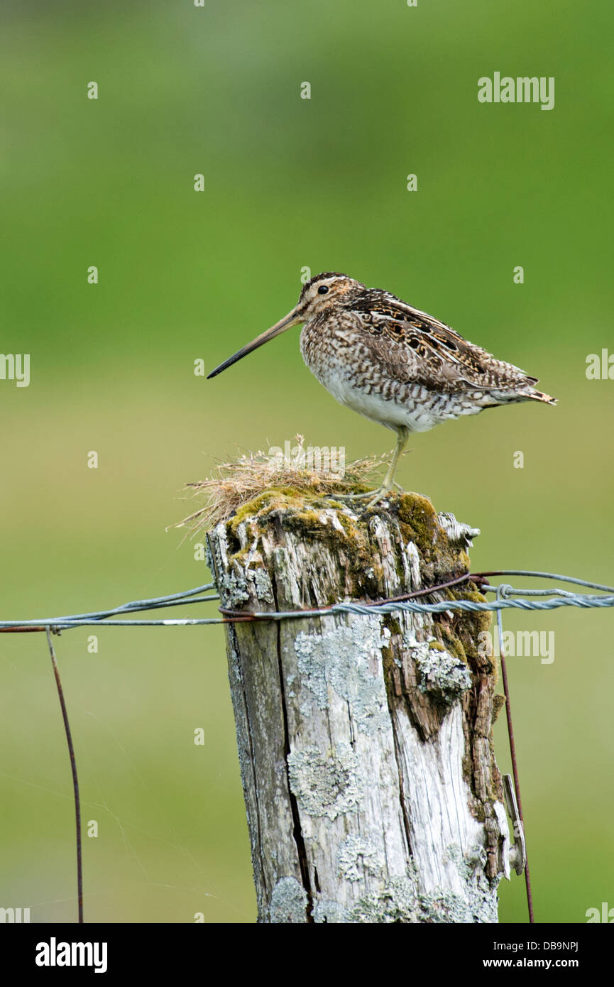 Snipe uk hi-res stock photography and images - Alamy