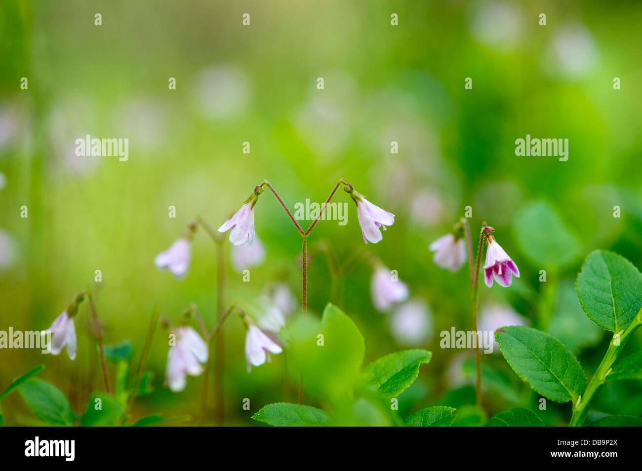Linnaea borrealis hi-res stock photography and images - Alamy