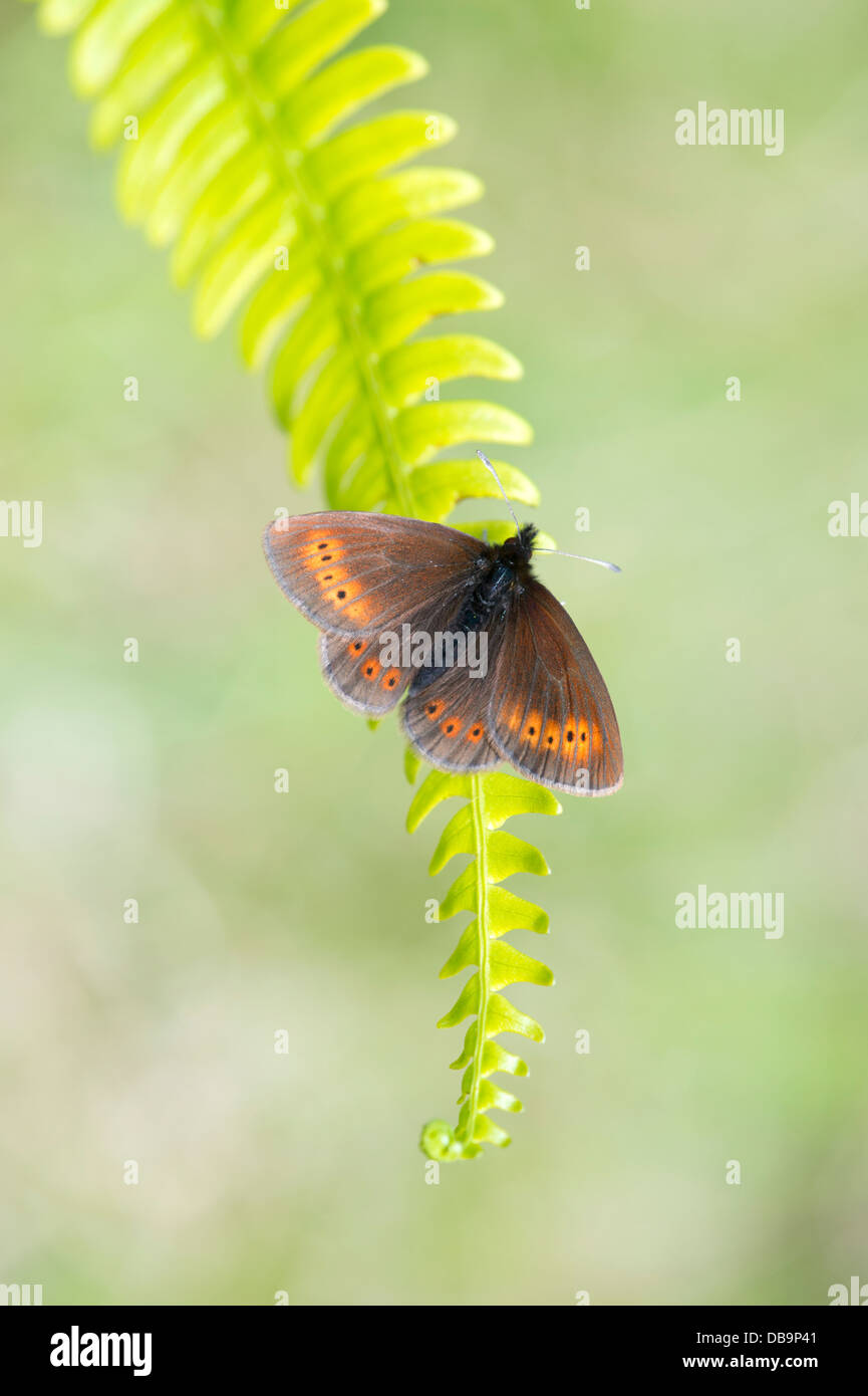 Mountain ringlet butterfly (Erebia epiphron), Cairngorm National Park ...
