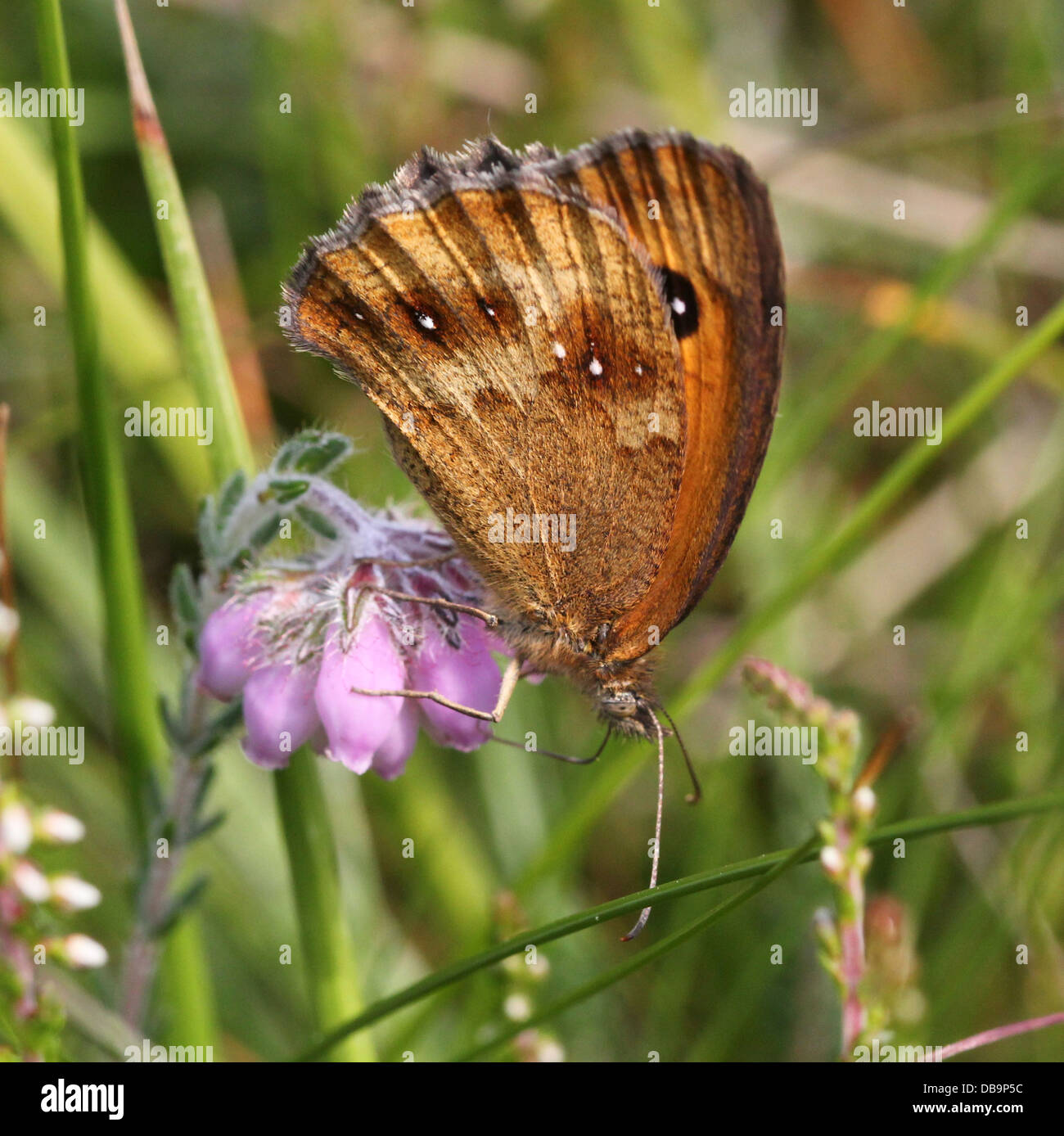 White flower and gatekeeper butterfly hi-res stock photography and ...