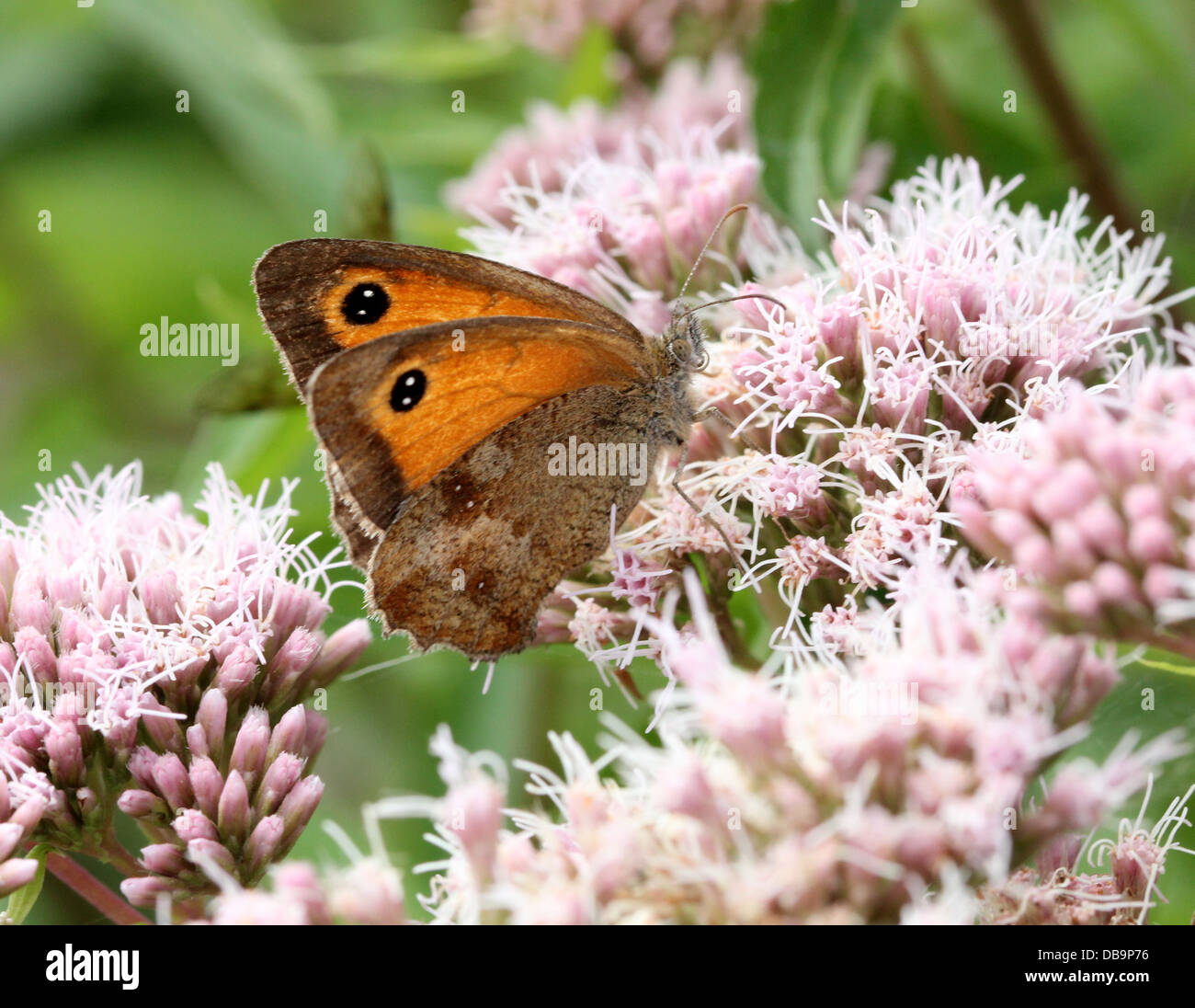 White outer half of wings hi-res stock photography and images - Alamy