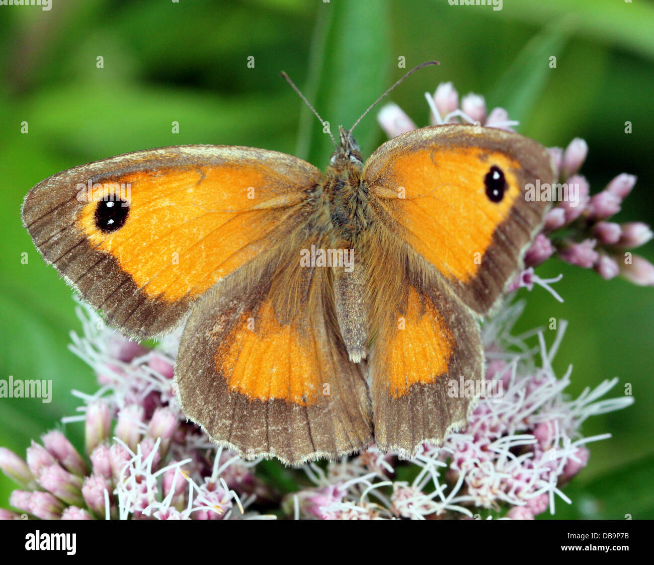 Gatekeeper or Hedge Brown butterfly (Pyronia tithonus) posing with ...