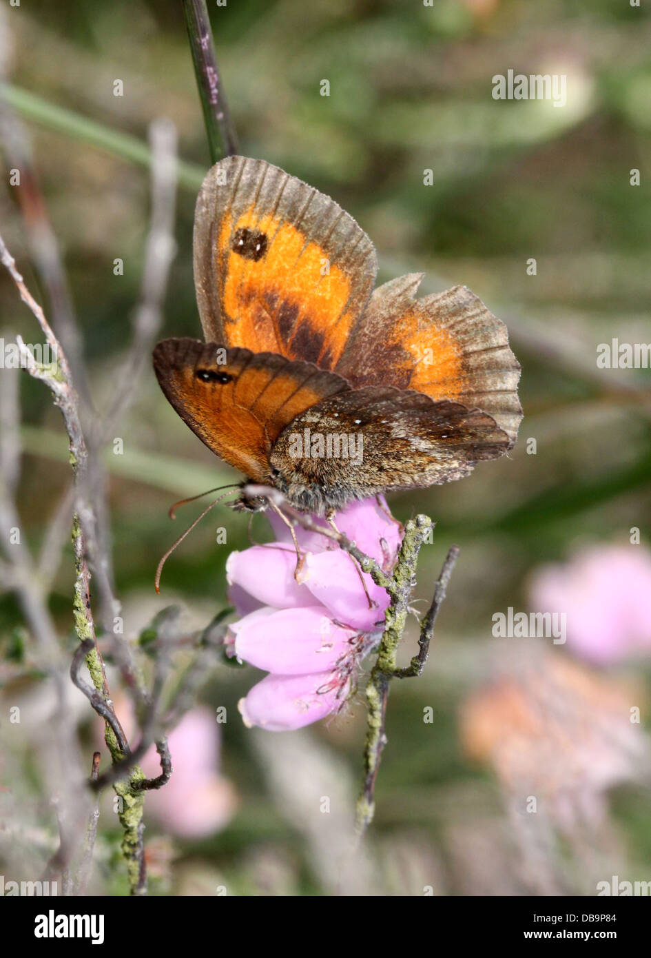 Macro of a Gatekeeper or Hedge Brown butterfly (Pyronia tithonus ...