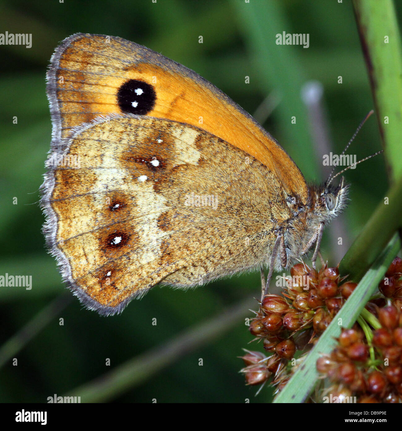 White flower and gatekeeper butterfly hi-res stock photography and ...