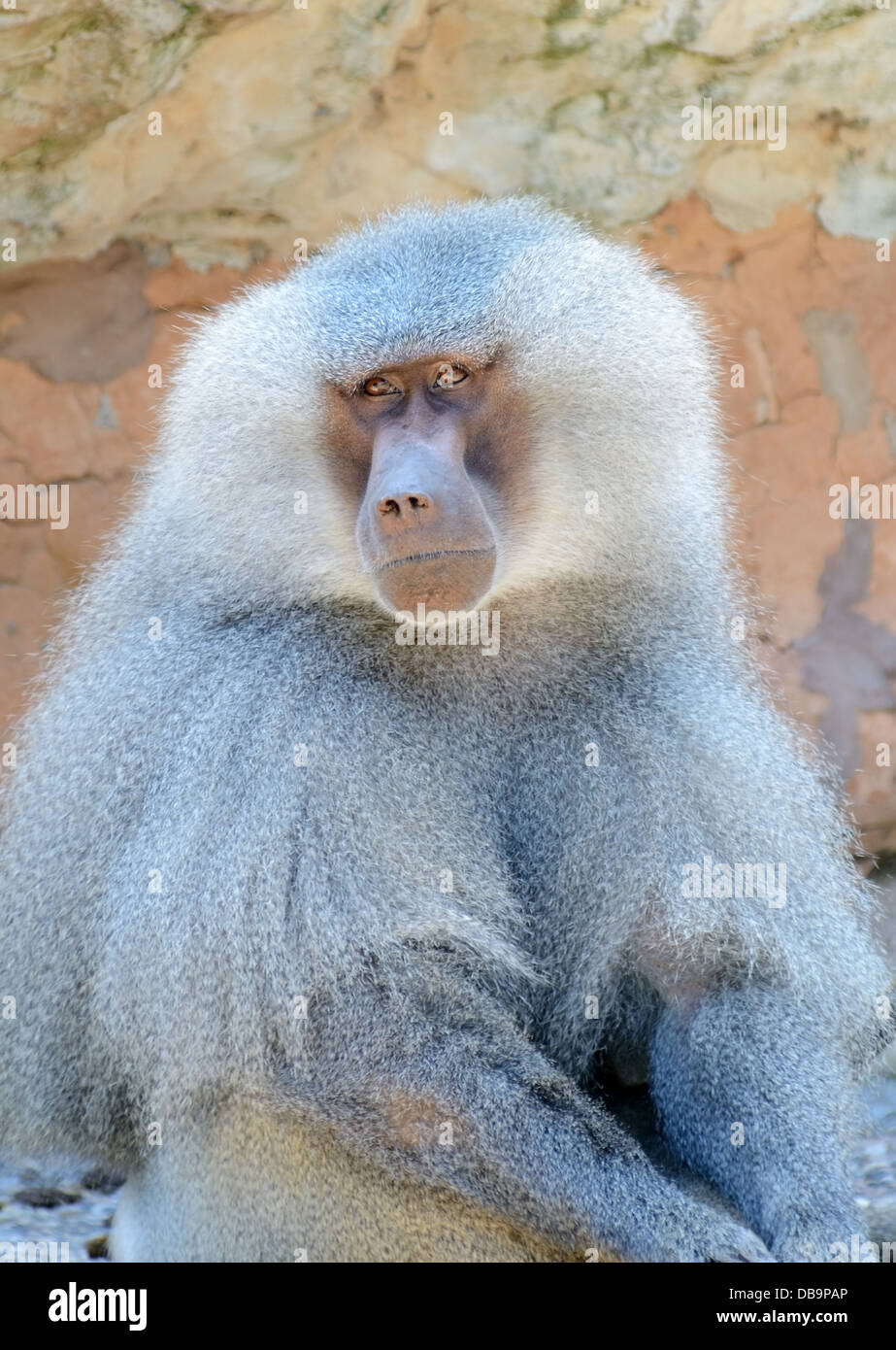 Baboon male closeup showing fur detail sitting on a rock Stock Photo ...