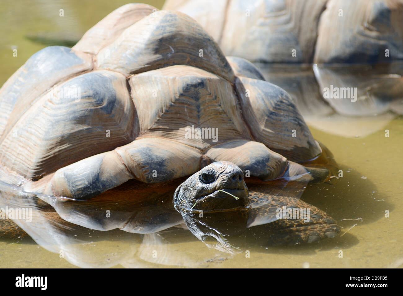 Giant tortoise keeping cool on a sunny day in a pool of water Stock ...