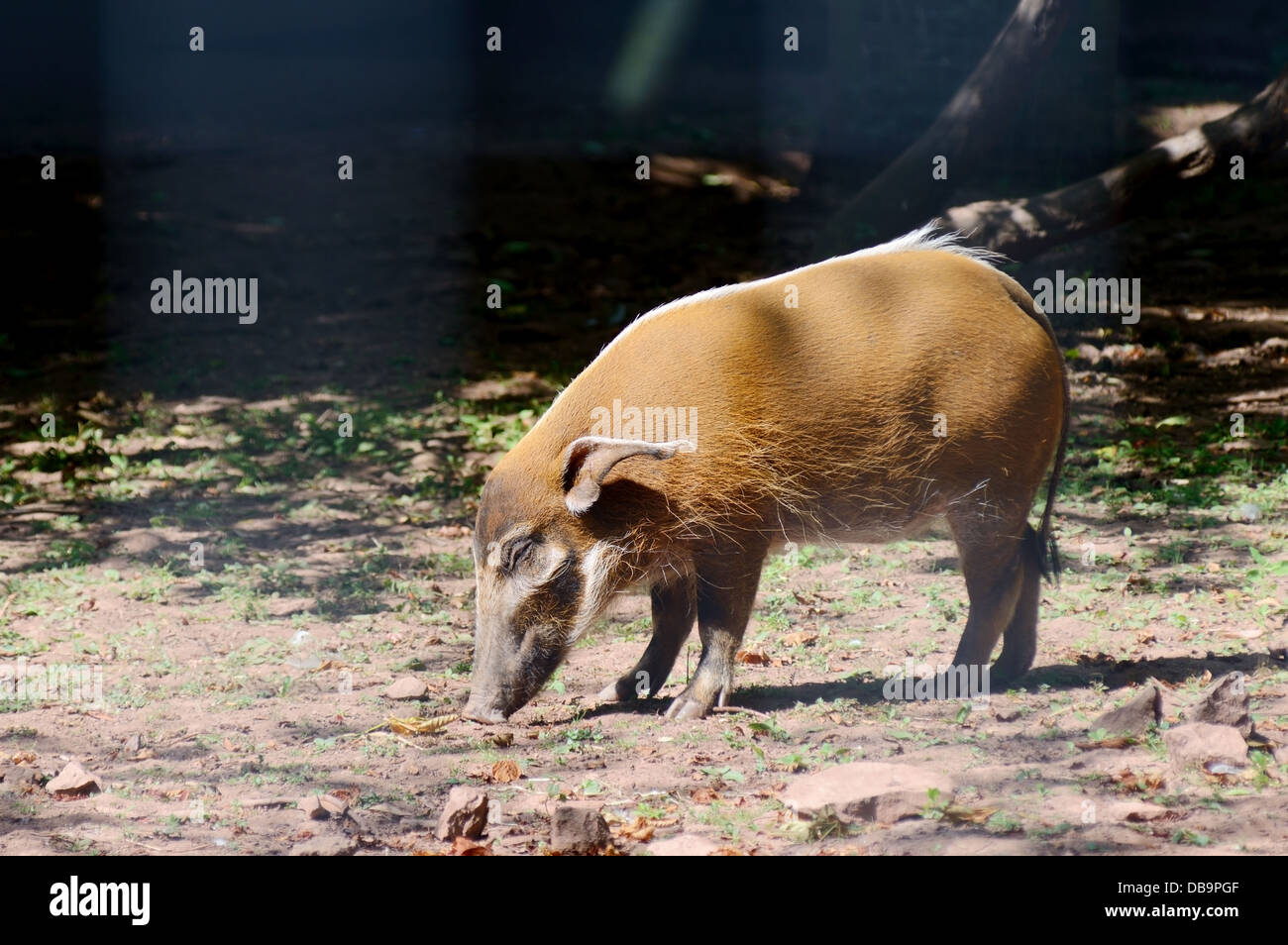 This is a red river hog hi-res stock photography and images - Alamy