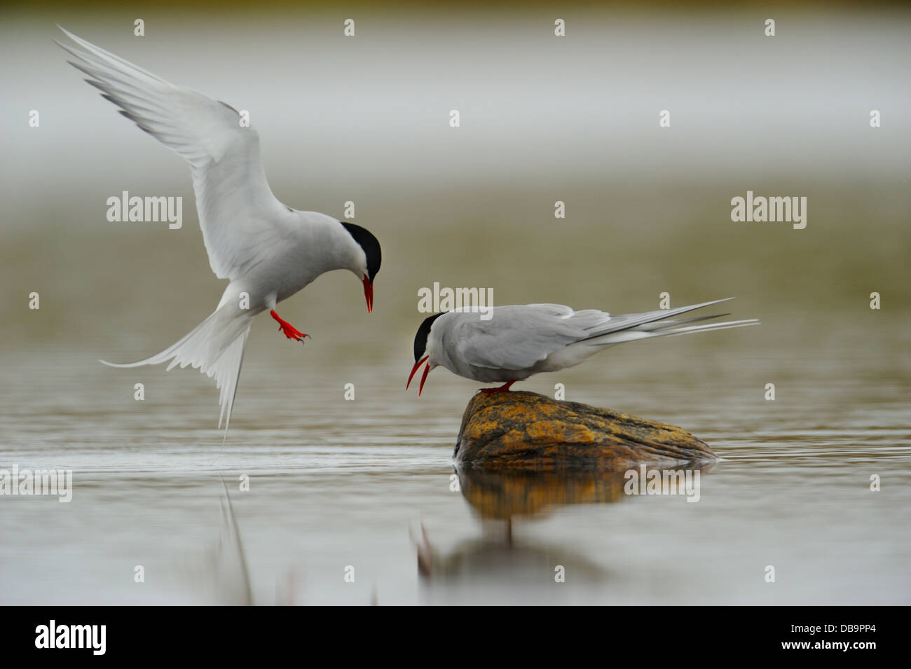 Pair of Arctic Terns, Sterna paradisaea, displaying courtship behaviour ...