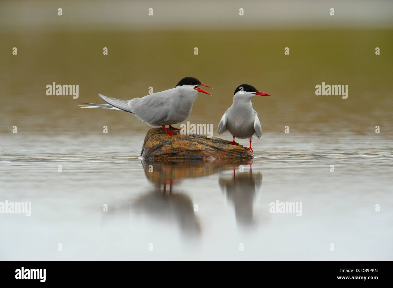 Pair of Arctic Terns, Sterna paradisaea, displaying courtship behaviour ...