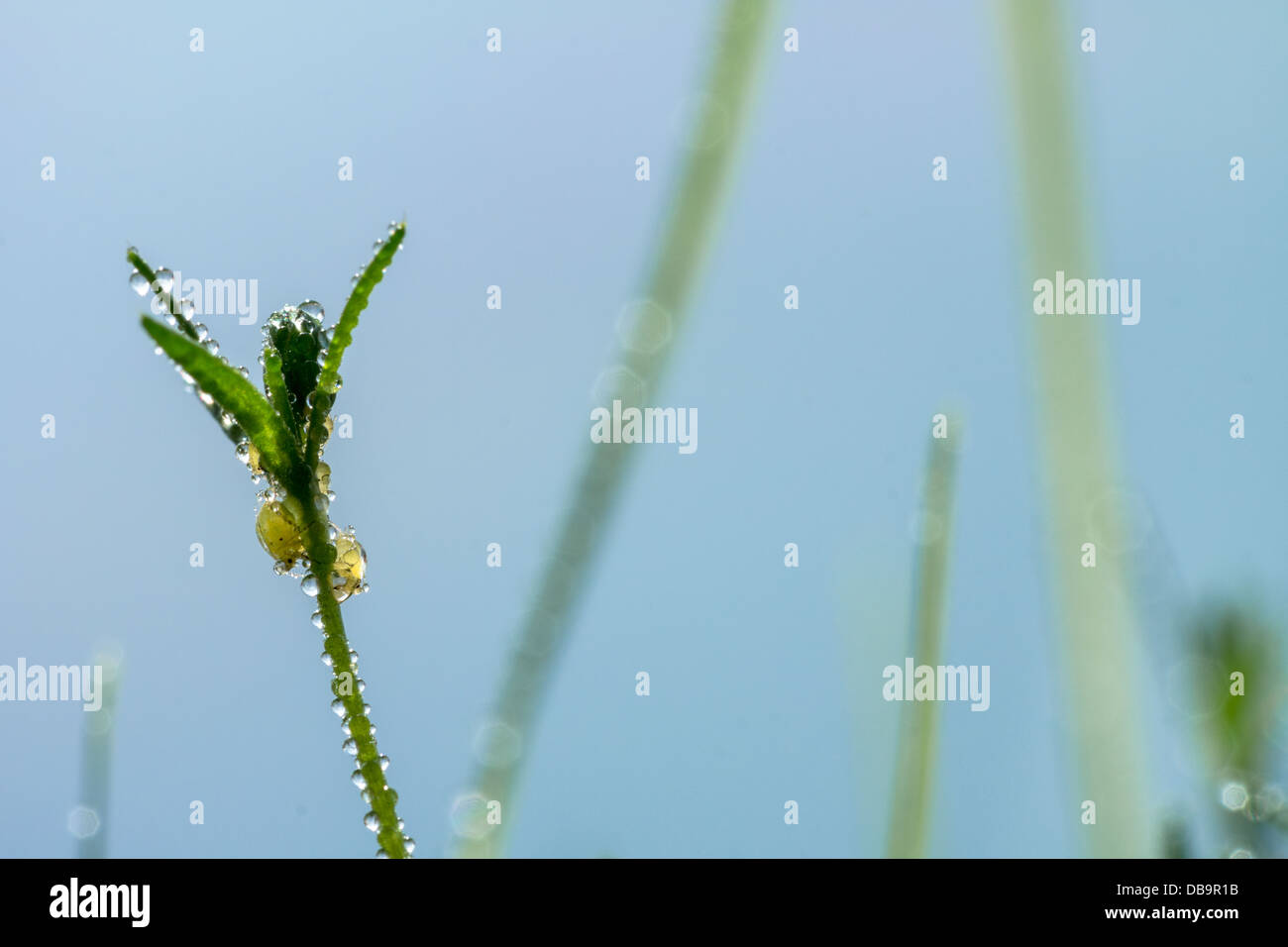 Aphids on the grass Stock Photo - Alamy