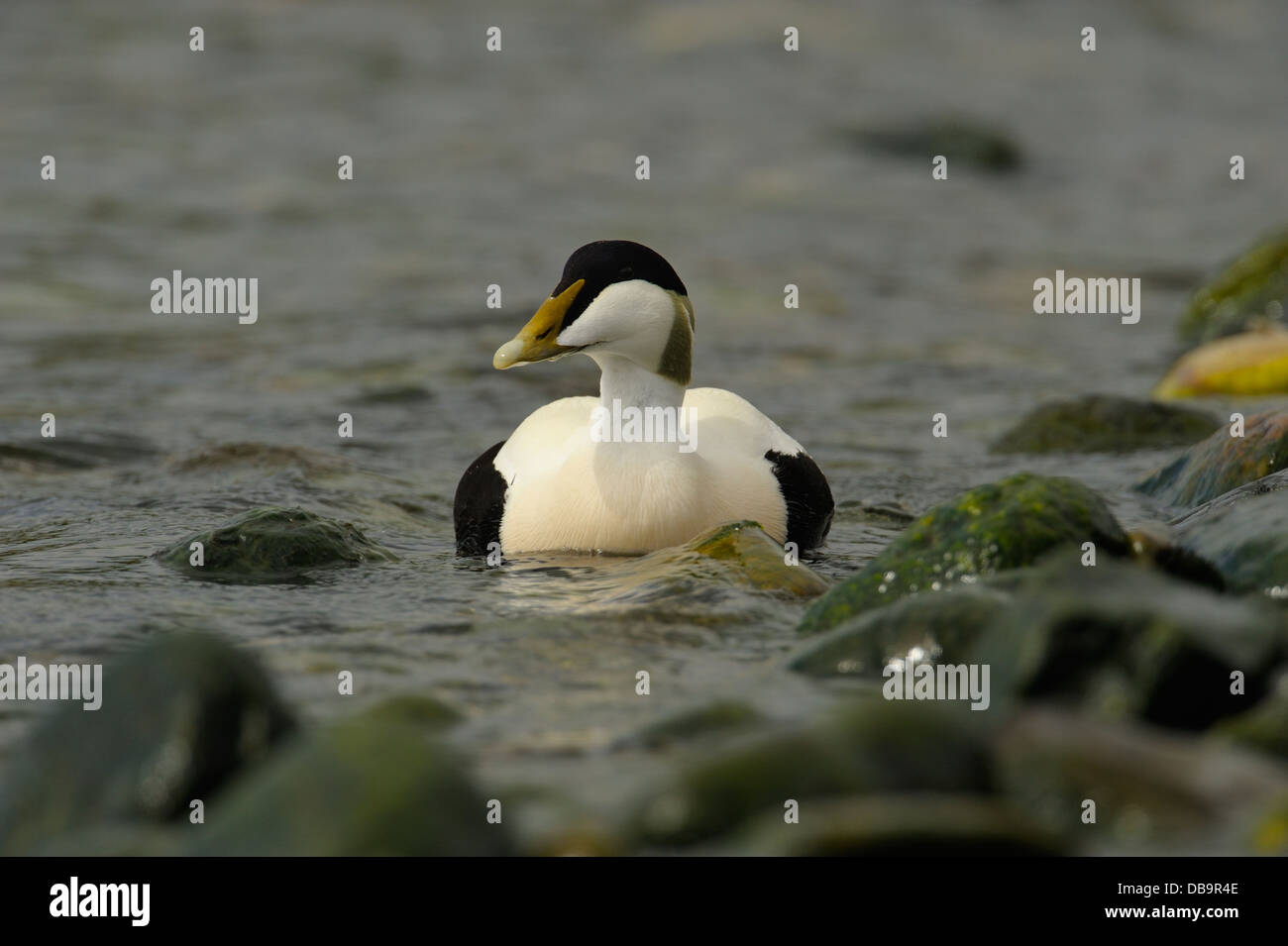 Drake Common Eider, Somateria mollissima, close inshore off Fetlar ...