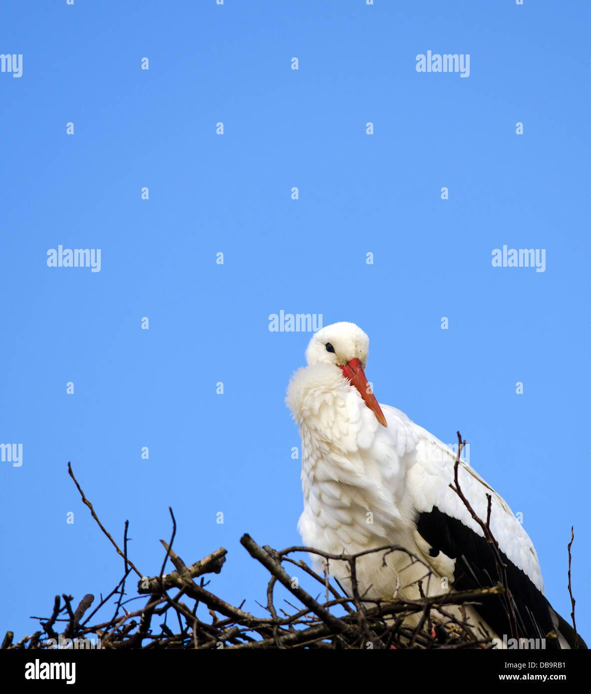 A huge white-stork standing in a nesting place Stock Photo - Alamy