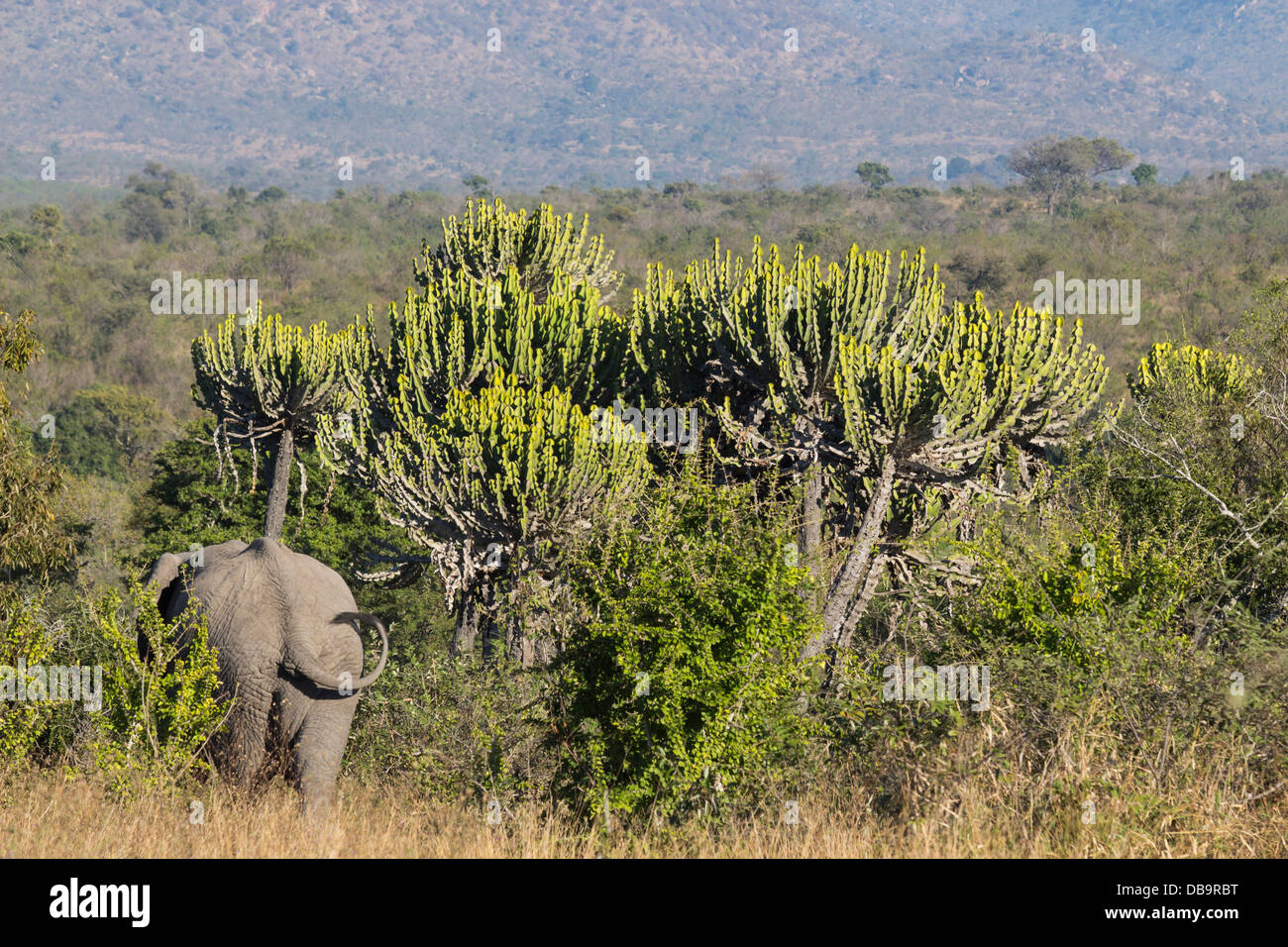 An elephant's behind in the setting of the African bush Stock Photo - Alamy