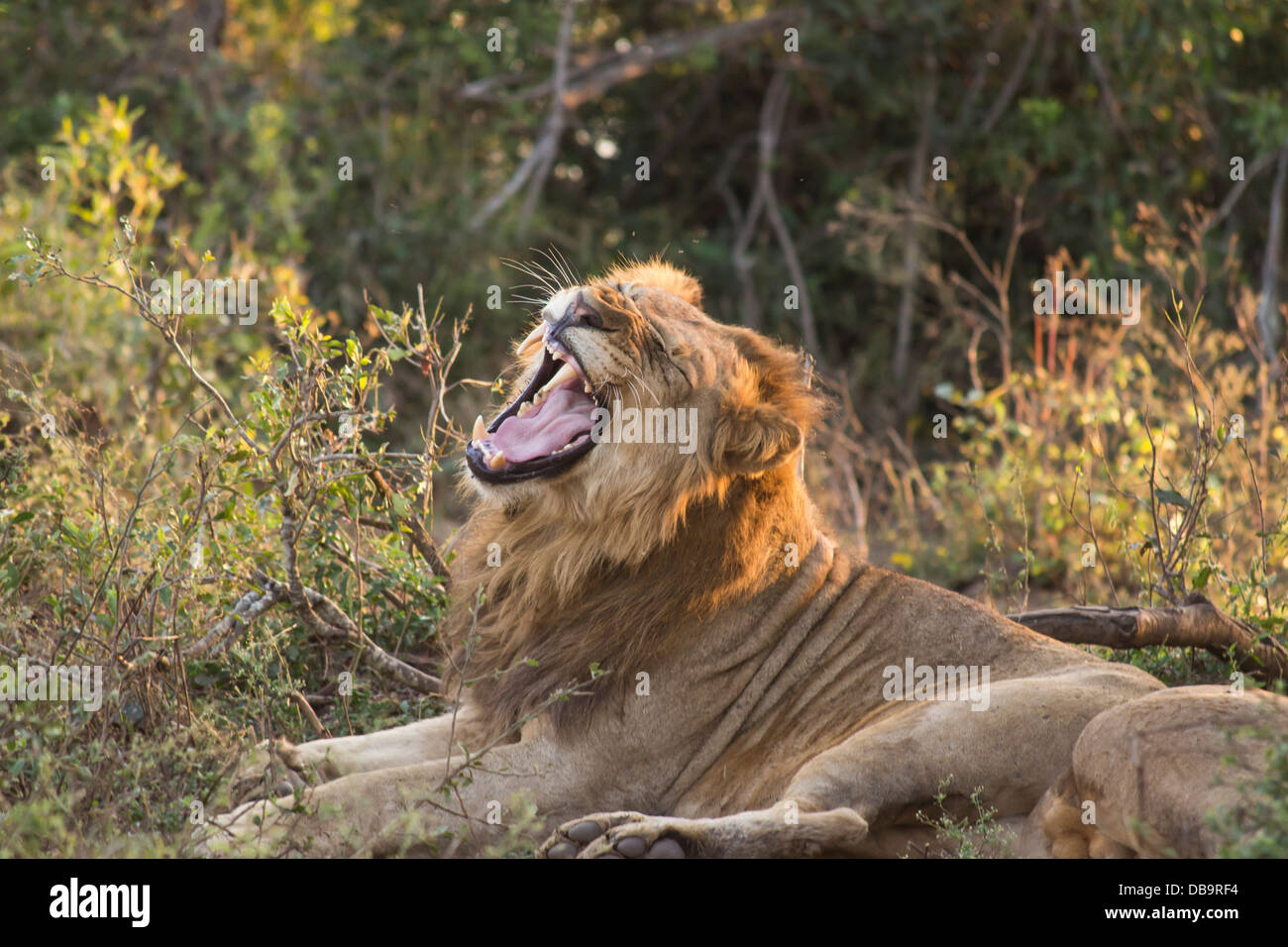 Roaring and showing teeth mouth hi-res stock photography and images - Alamy