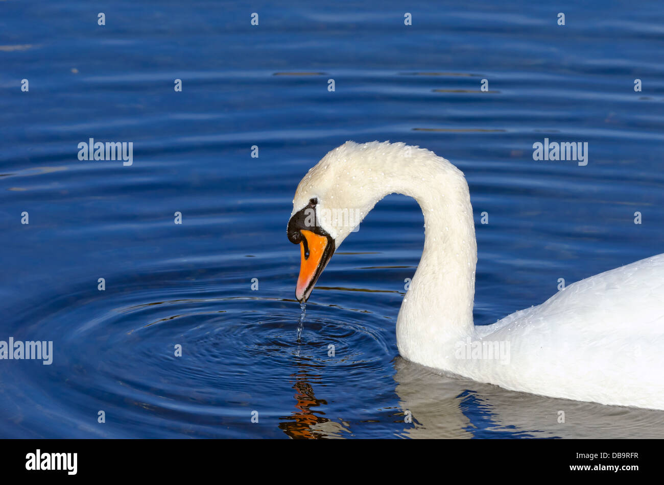 Detail of a white swan swimming in the sea Stock Photo - Alamy