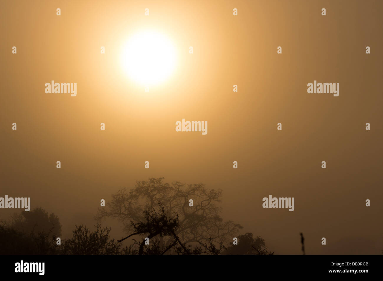 African misty morning hi-res stock photography and images - Alamy