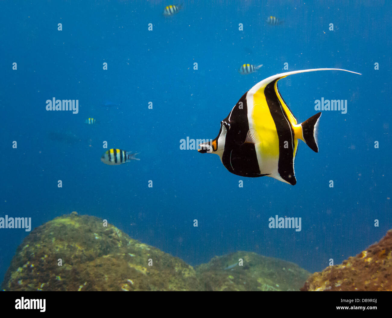 A Moorish Idol fish swims in the ocean near some rocks, with other fish ...