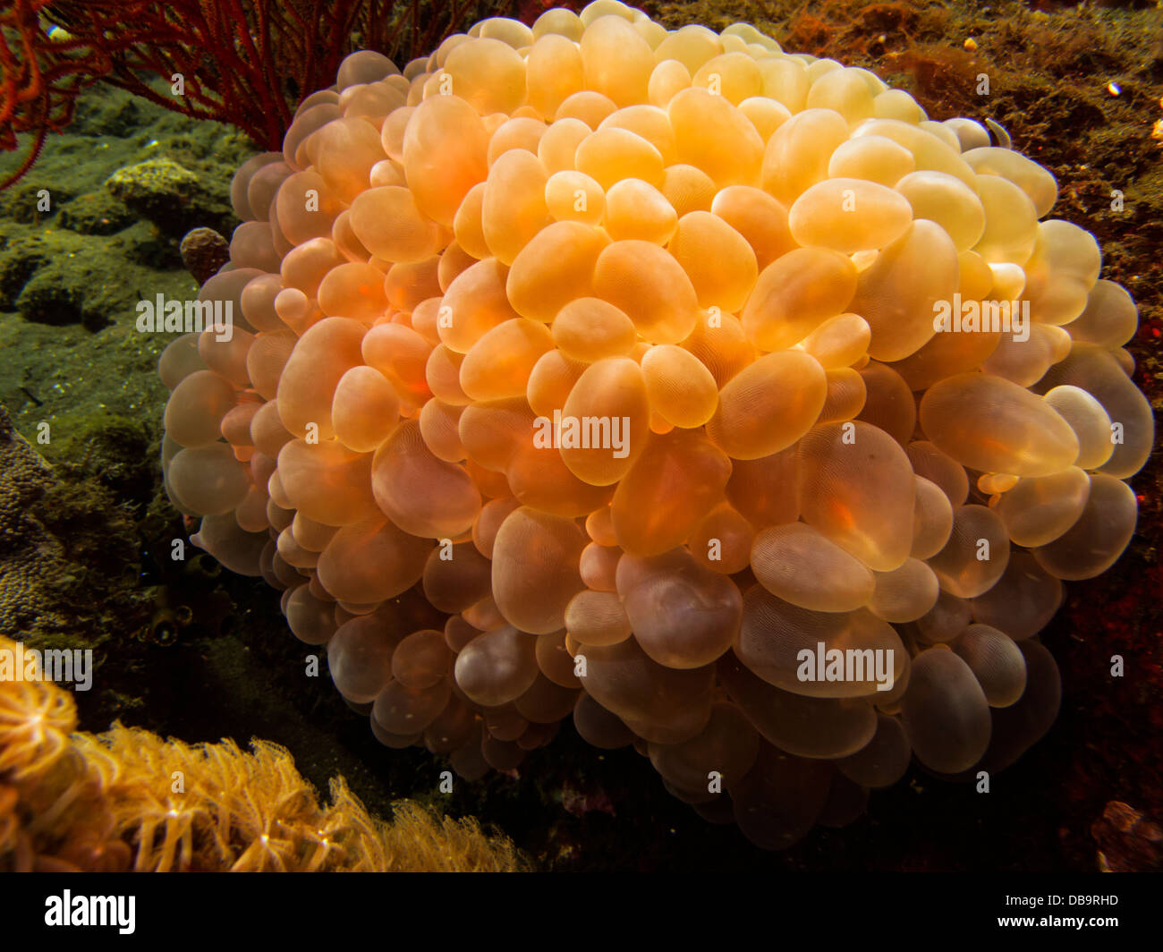 close-up of inflated sacks of Bubble Coral - Plerogyra sinuosa - also ...