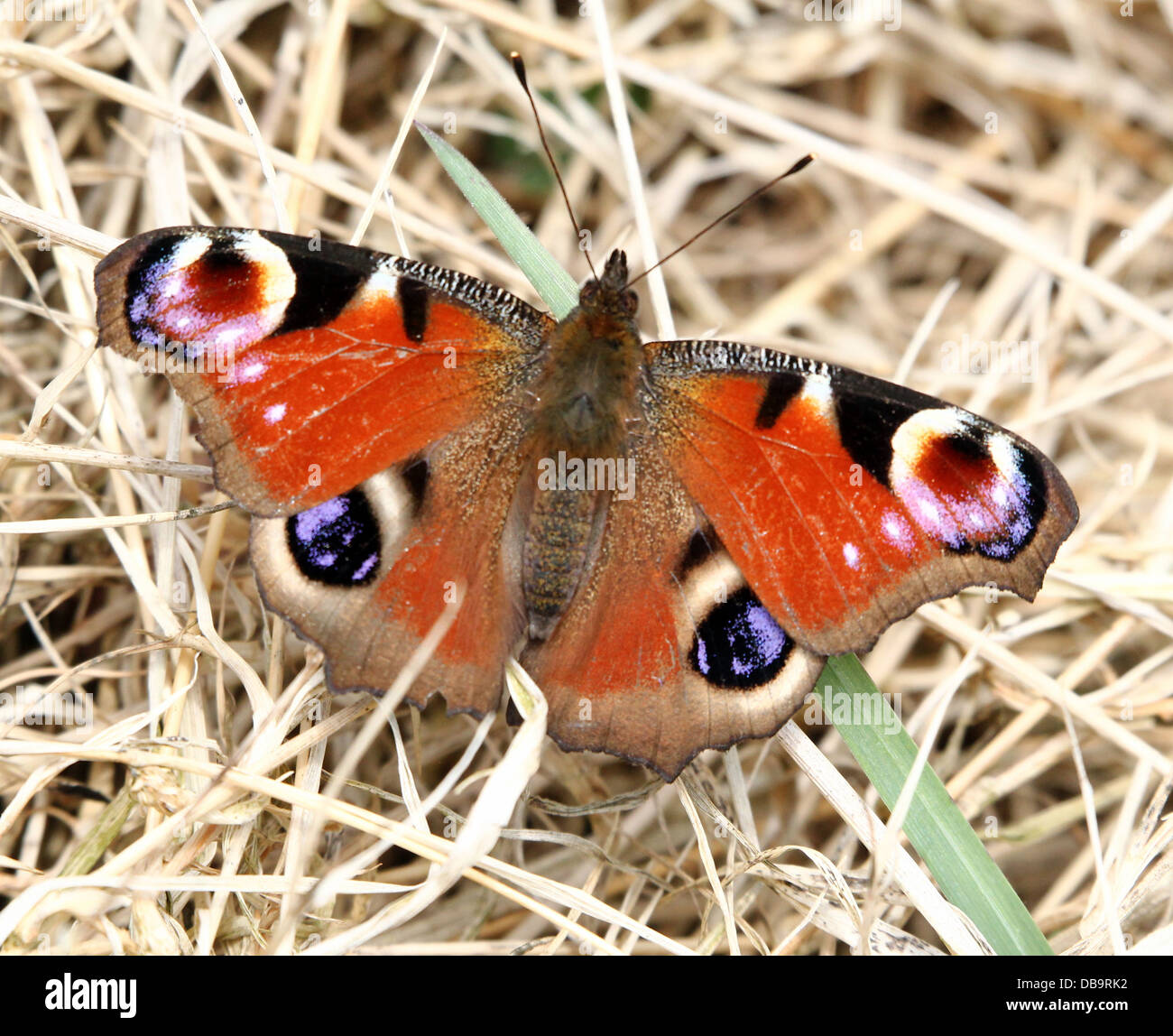 European common Peacock butterfly (Aglais io) feeding on a thistle ...