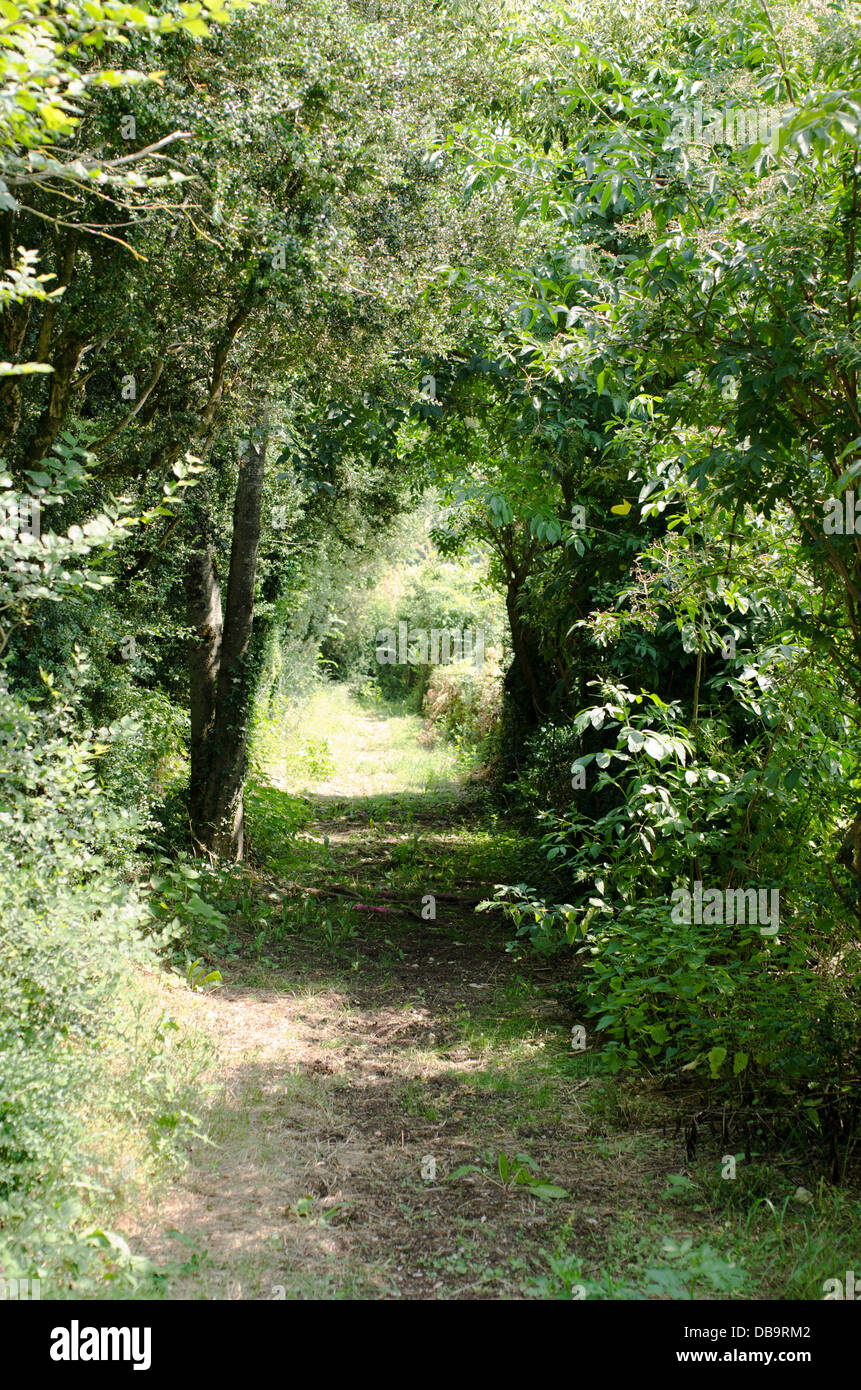 Trees bushes hi-res stock photography and images - Alamy