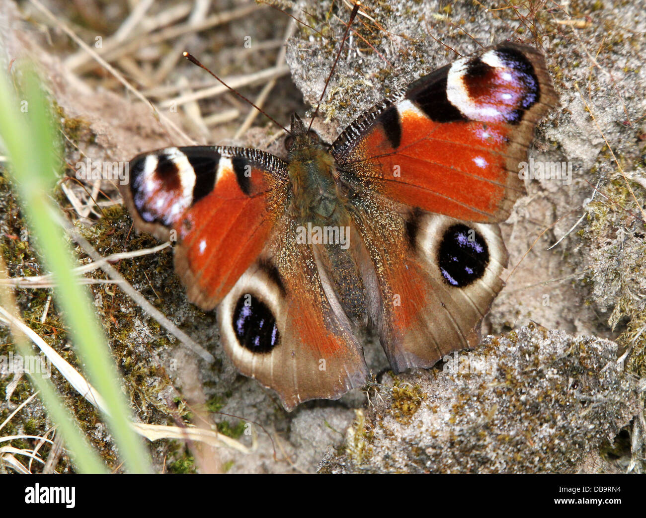 Real butterfly in detail hi-res stock photography and images - Alamy