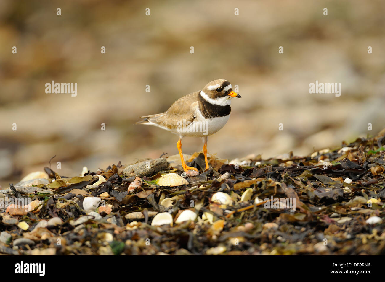 Common Ringed Plover, Charadrius hiaticula, on shingle beach, Fetlar ...