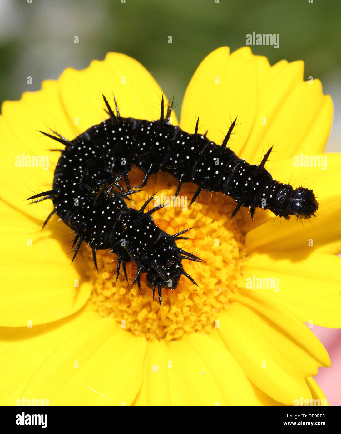 Black and spiky caterpillar of the Common Peacock butterfly (Inachis io ...
