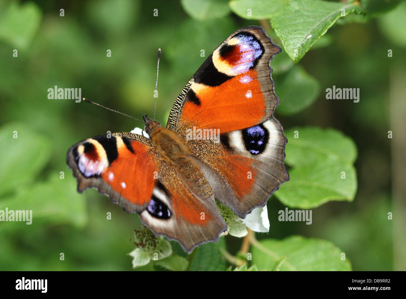 Real butterfly in detail hi-res stock photography and images - Alamy