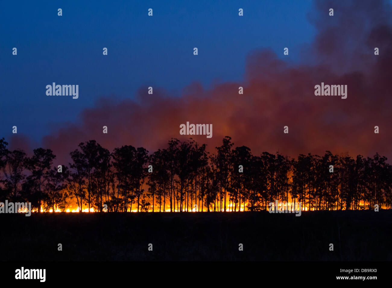 Controlled fire at dusk with silhouetted trees Stock Photo - Alamy