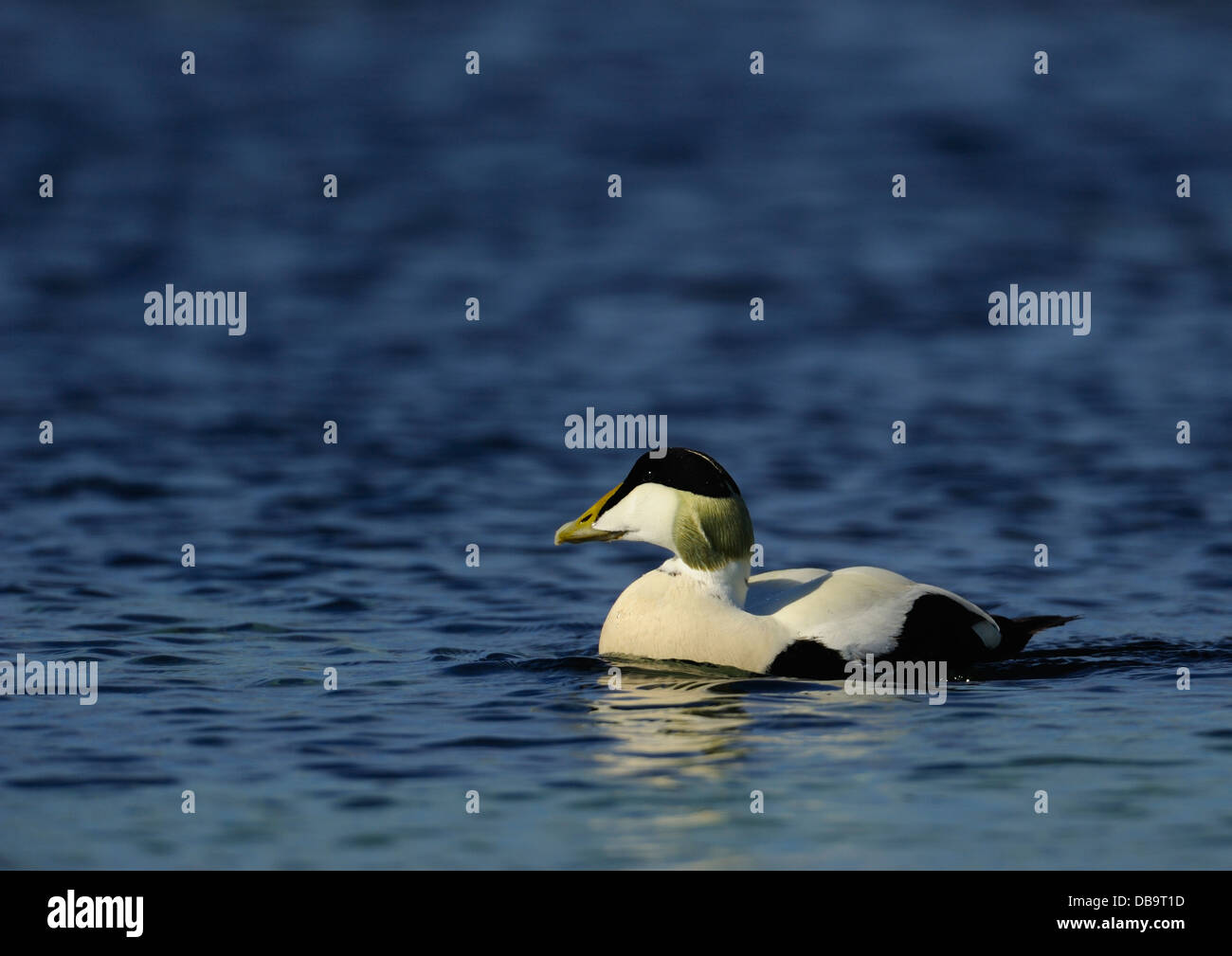 Drake Common Eider, Somateria mollissima, close inshore off Fetlar ...