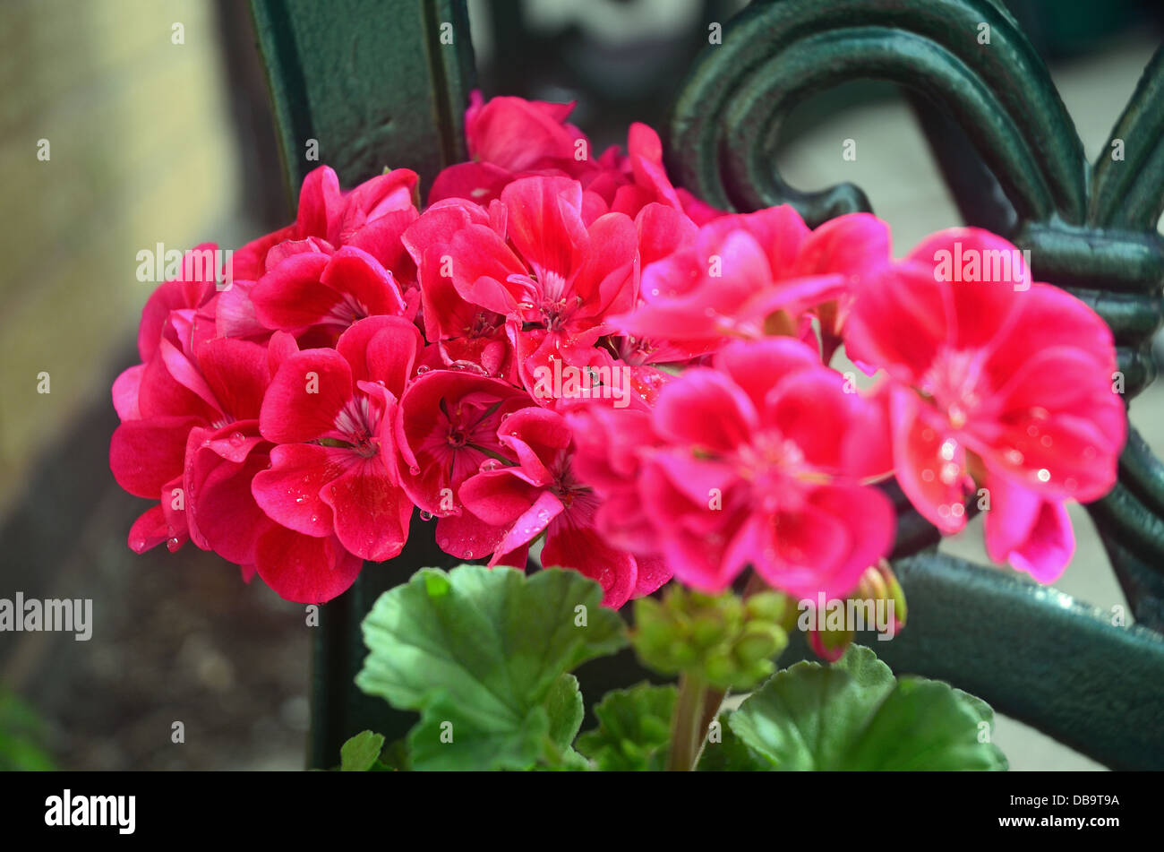 Red and green planting hi-res stock photography and images - Alamy