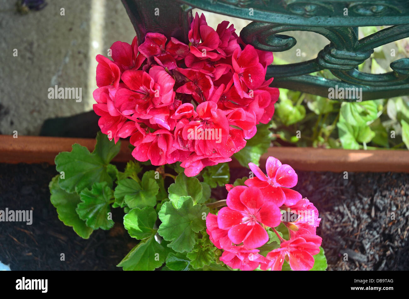 Red and green planting hi-res stock photography and images - Alamy