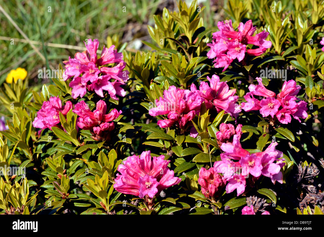 Closeup Alpenrose flower (Rhododendron ferrugineum) near from Col du ...