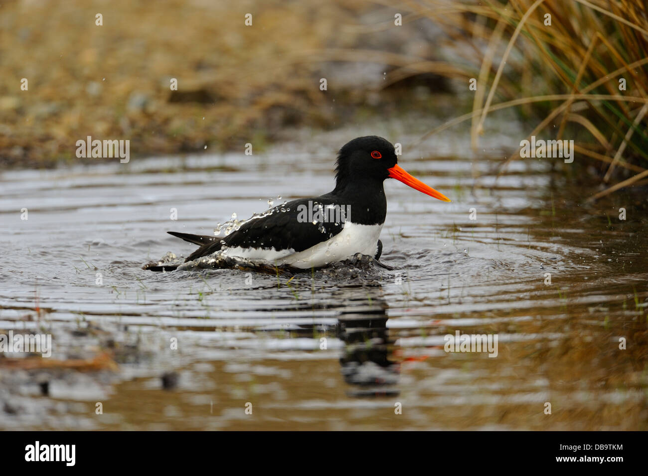 Eurasian Oystercatcher, Haematopus ostralegus, bathing in a moorland ...