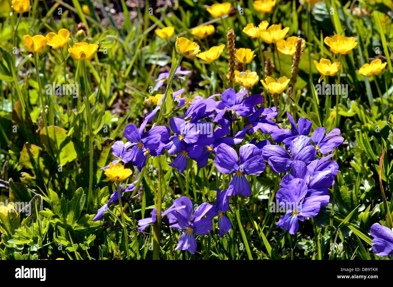 Pansies in the French Alps near of Col du Petit-Saint-Bernard (Little ...