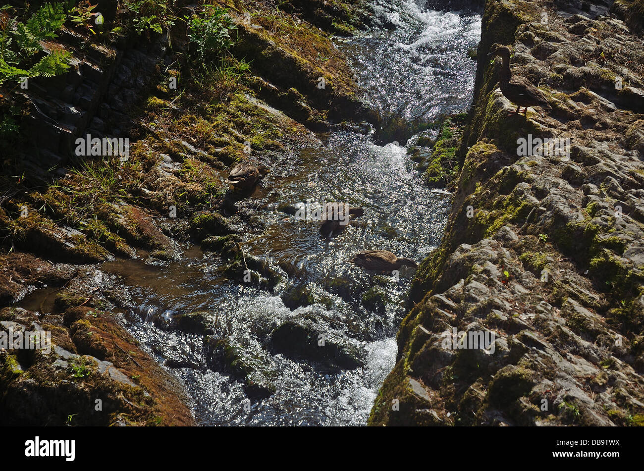 Ducks in a stream Stock Photo - Alamy