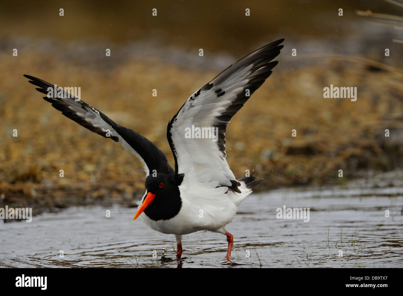 Oystercatcher by a pool hi-res stock photography and images - Alamy
