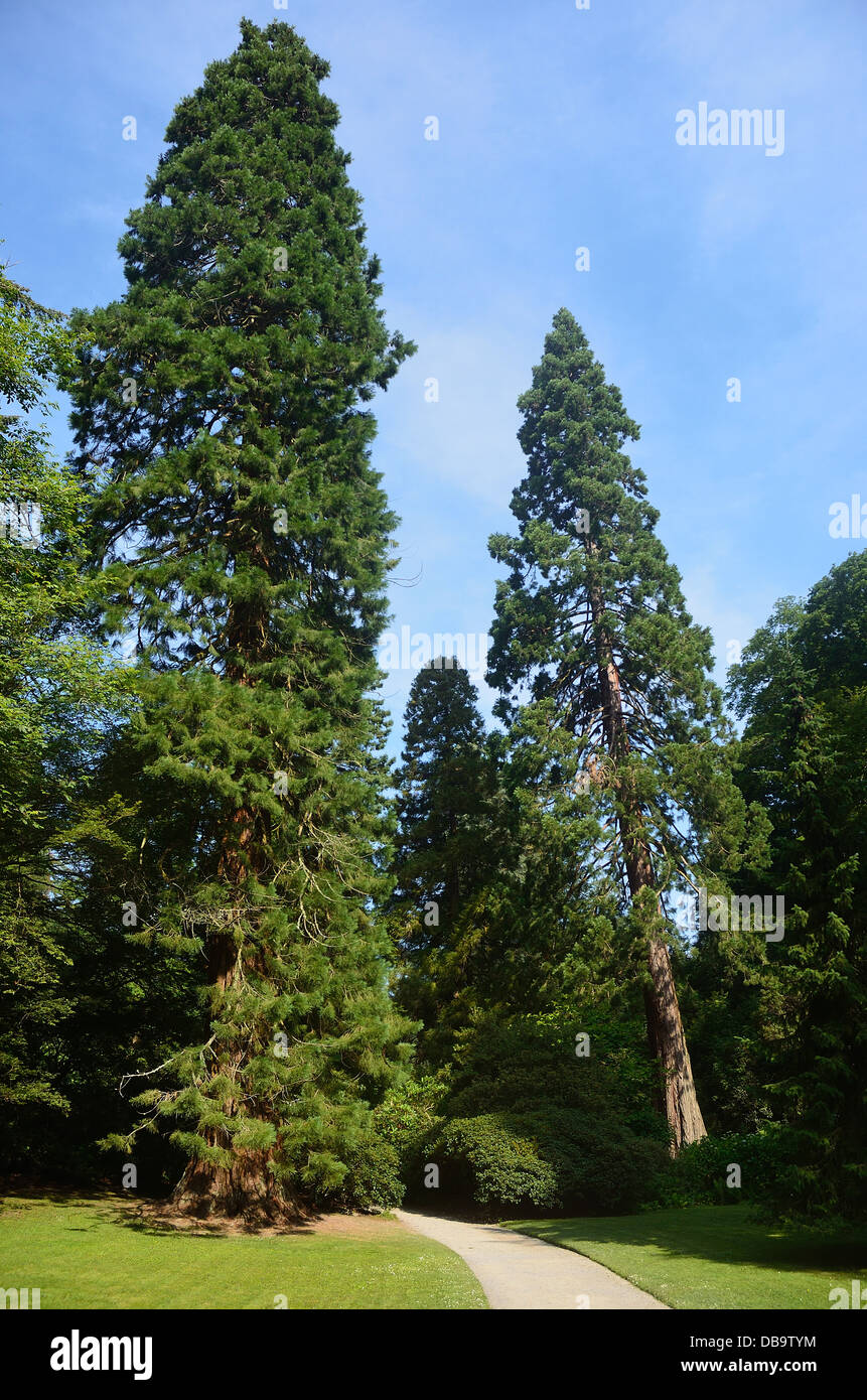 Redwood tree wales hi-res stock photography and images - Alamy