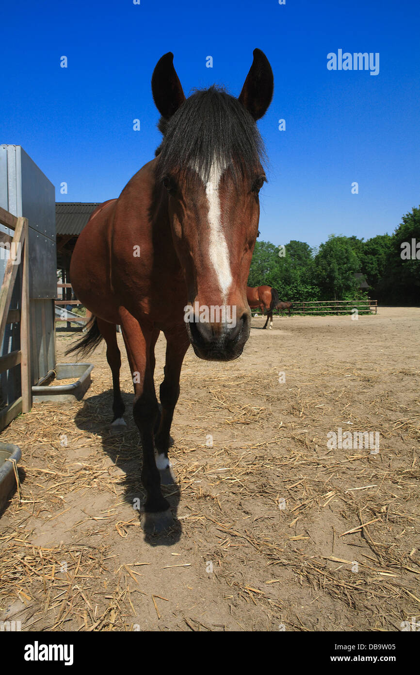 Outdoor stable hi-res stock photography and images - Alamy