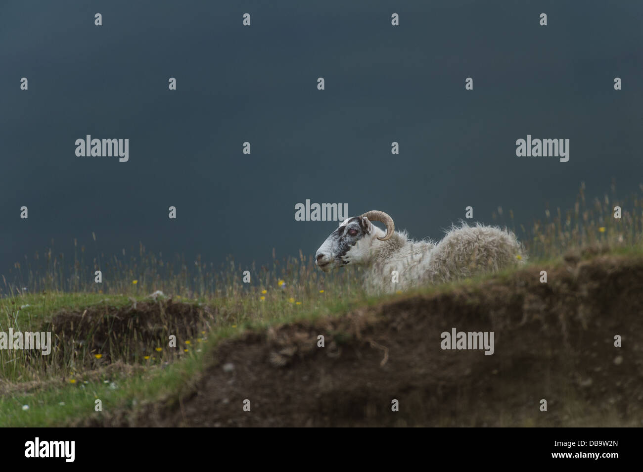 Ram eating hi-res stock photography and images - Alamy
