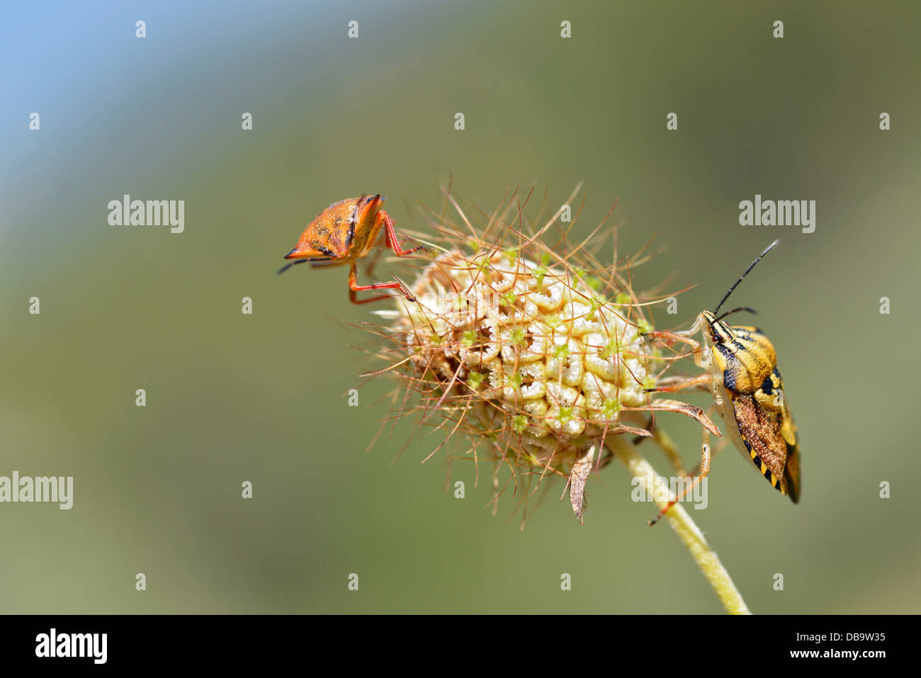 Macro of two shield bugs on flower Stock Photo - Alamy