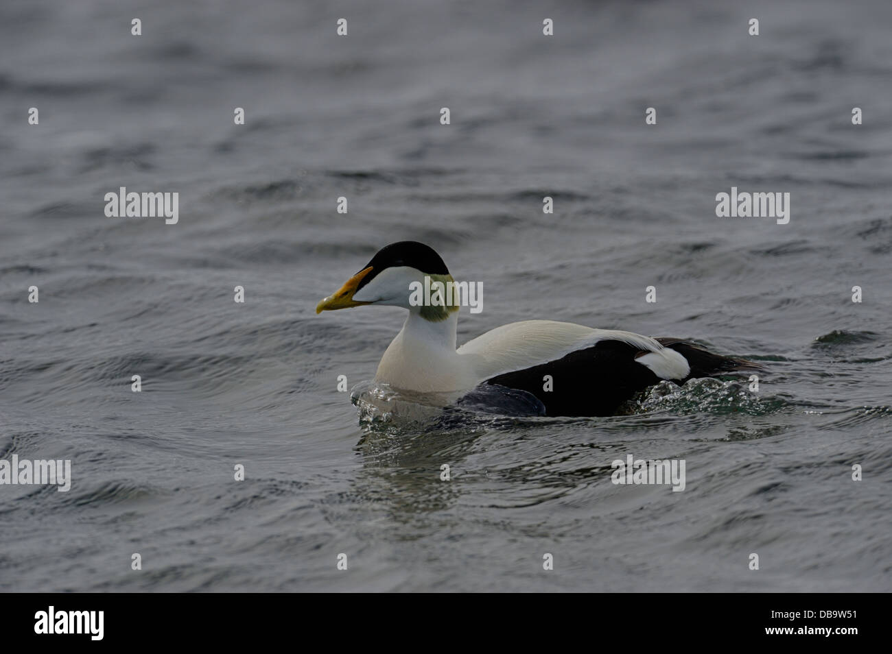 Drake Common Eider, Somateria mollissima, close inshore off Fetlar ...