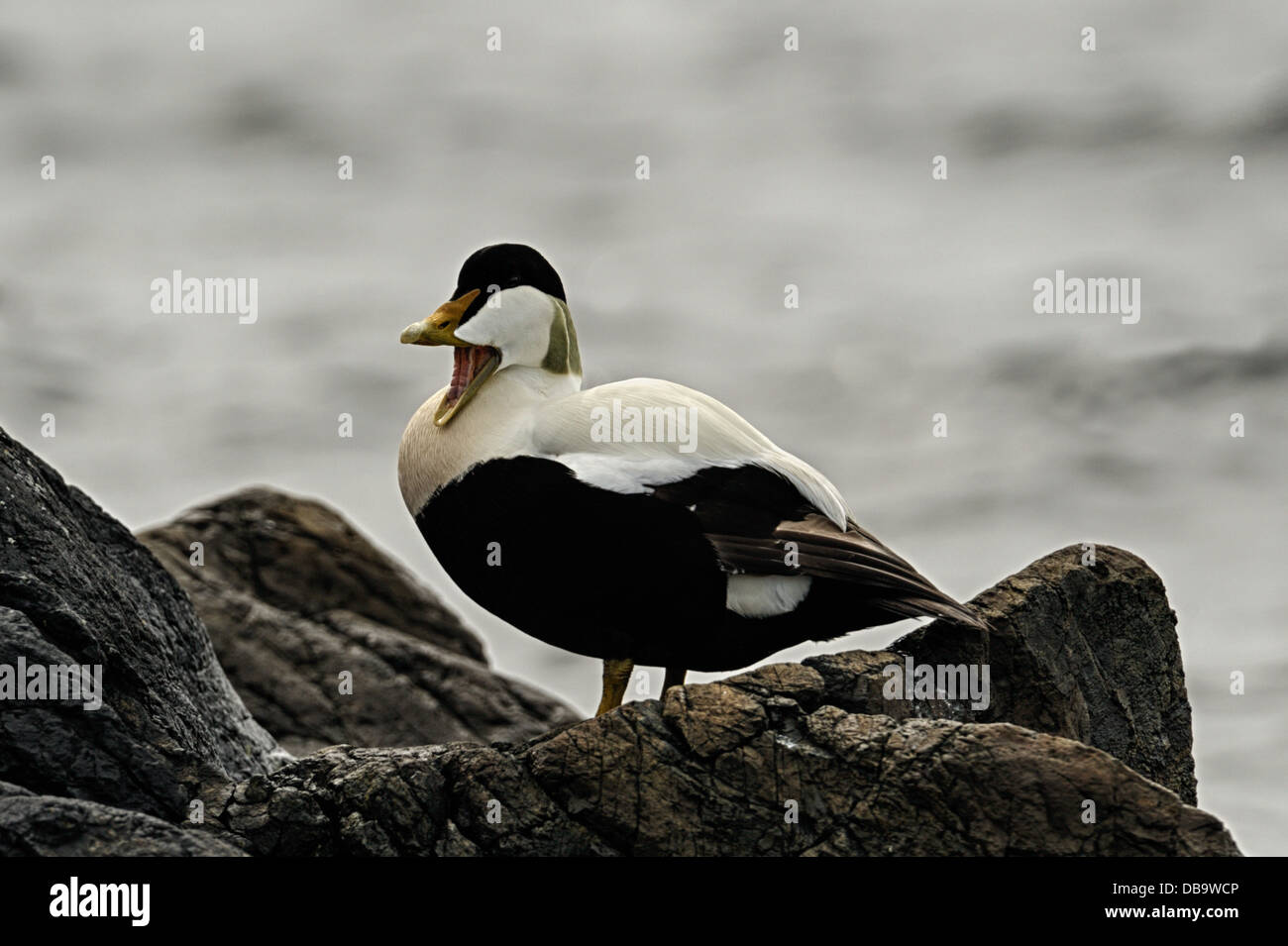 Drake Common Eider, Somateria mollissima, Fetlar, Shetland Islands ...