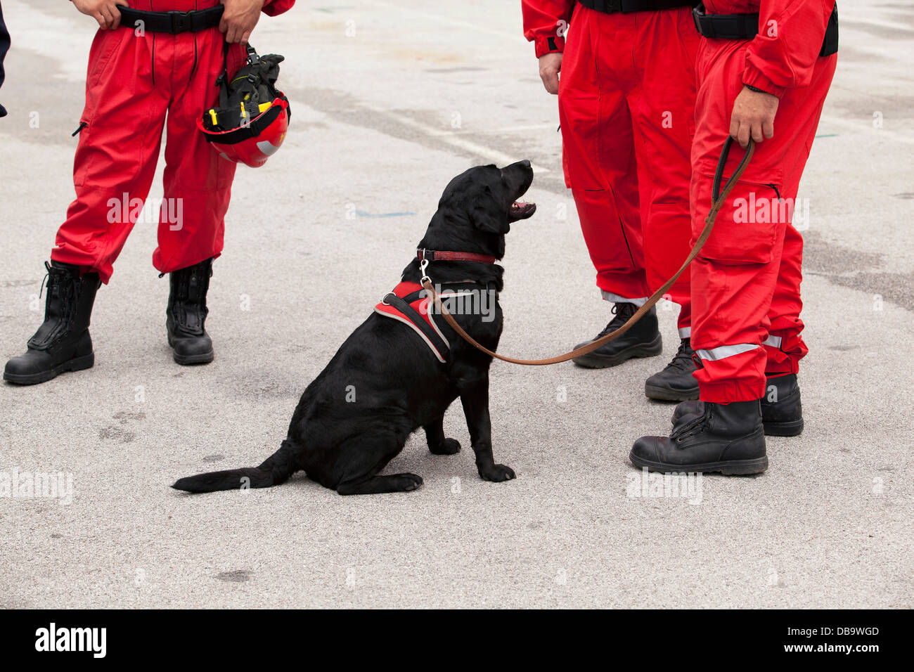 Earthquake detection dog hi-res stock photography and images - Alamy