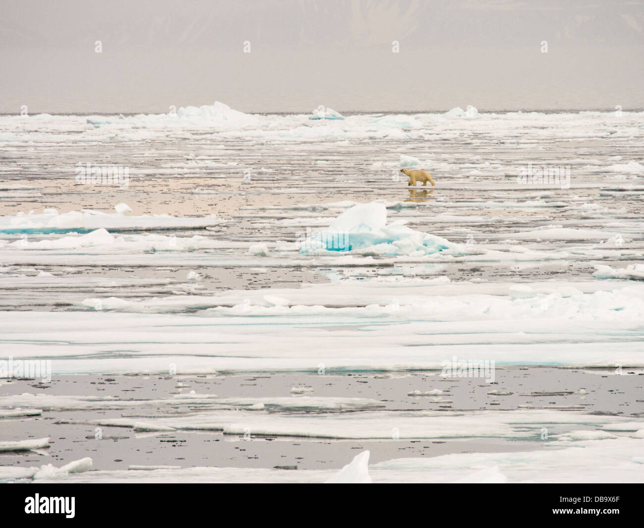 A Polar Bear hunting seals on rotten sea ice off the north coast of ...