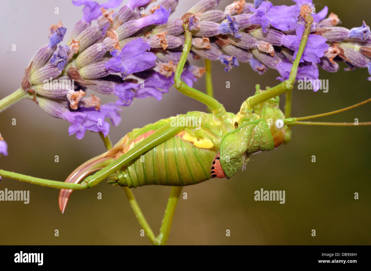 Macro of green female grasshopper of the ephippigera genus on lavender ...