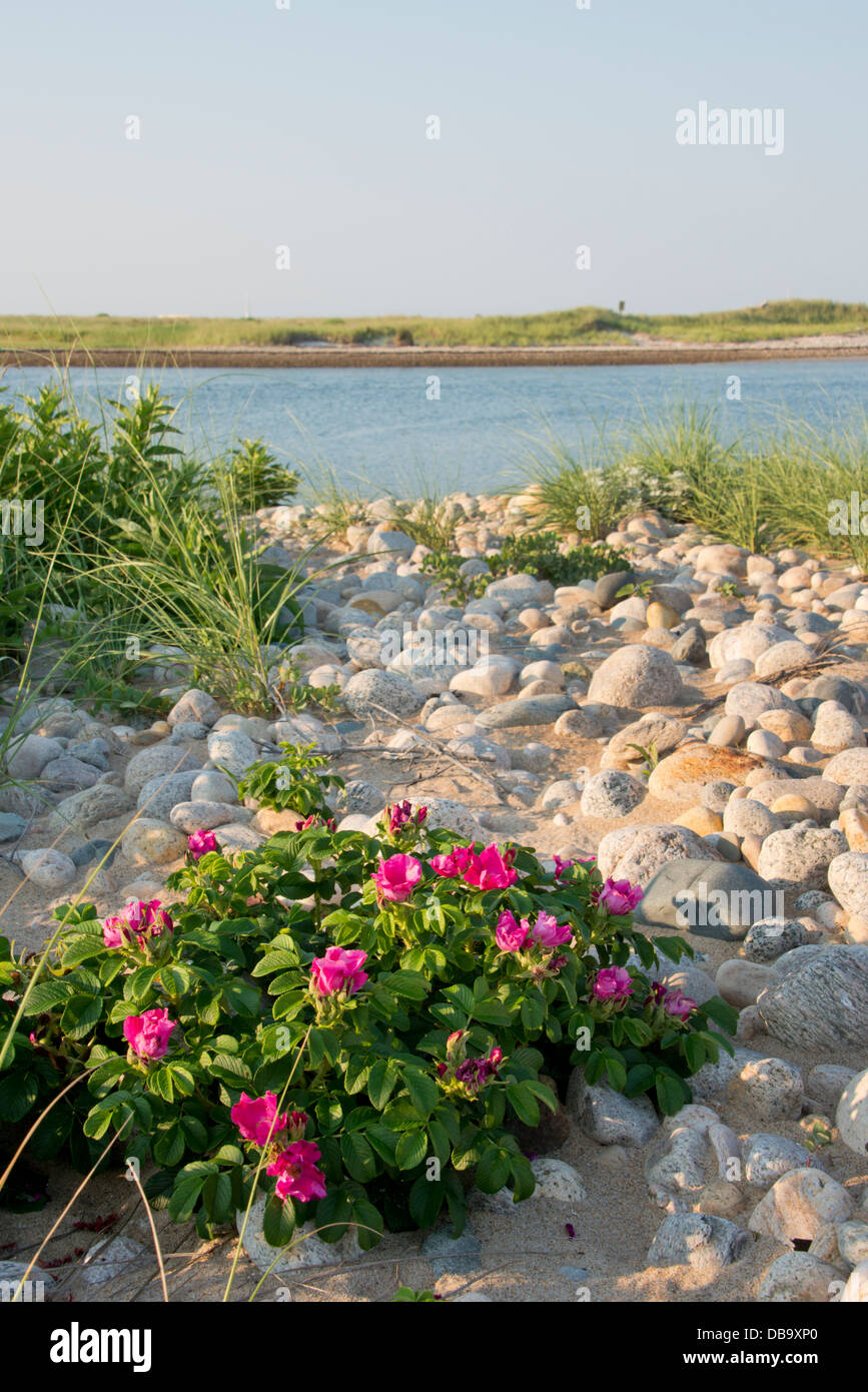 Coastal wild roses hi-res stock photography and images - Alamy