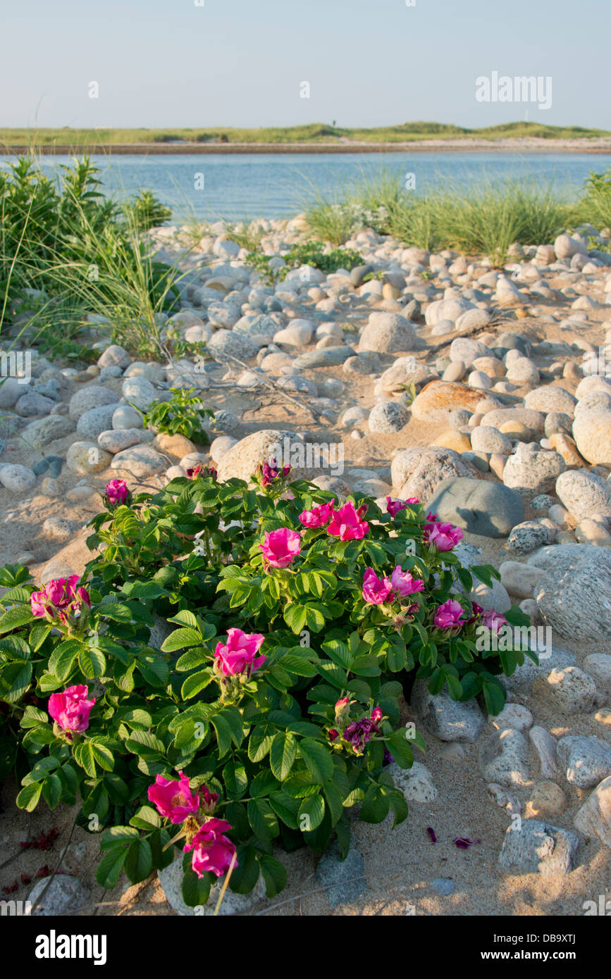 Massachusetts elizabeth islands cuttyhunk island hi-res stock ...